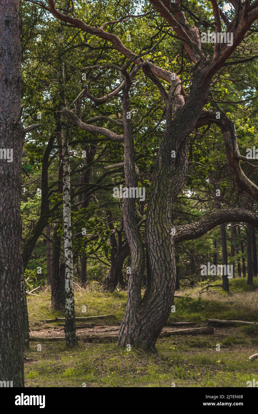 A vertical shot of beautiful trees in a park Stock Photo - Alamy