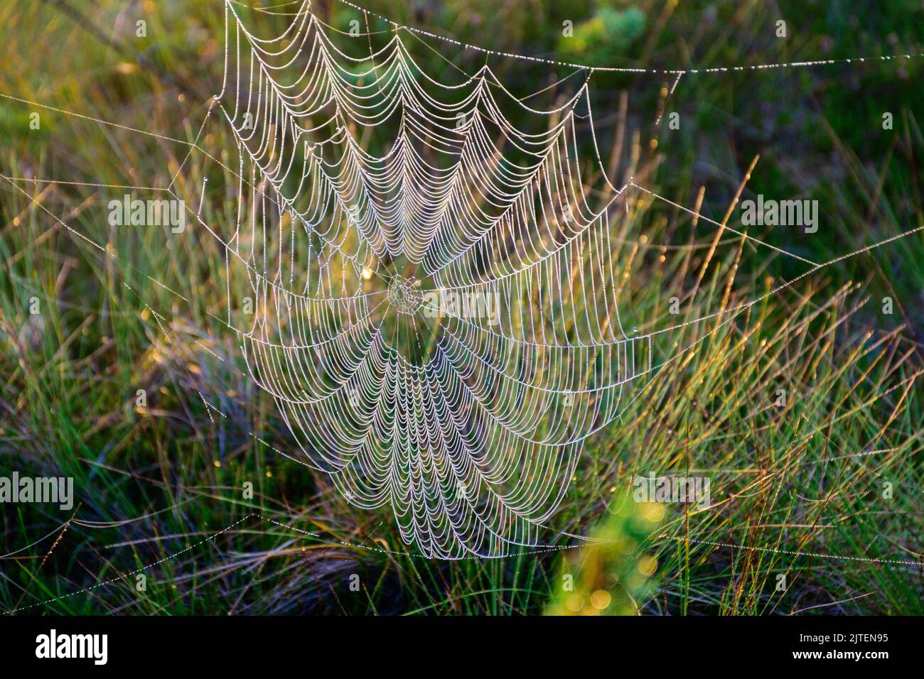 spider web against sunrise in swamp with fog, spider web trap, spider ...