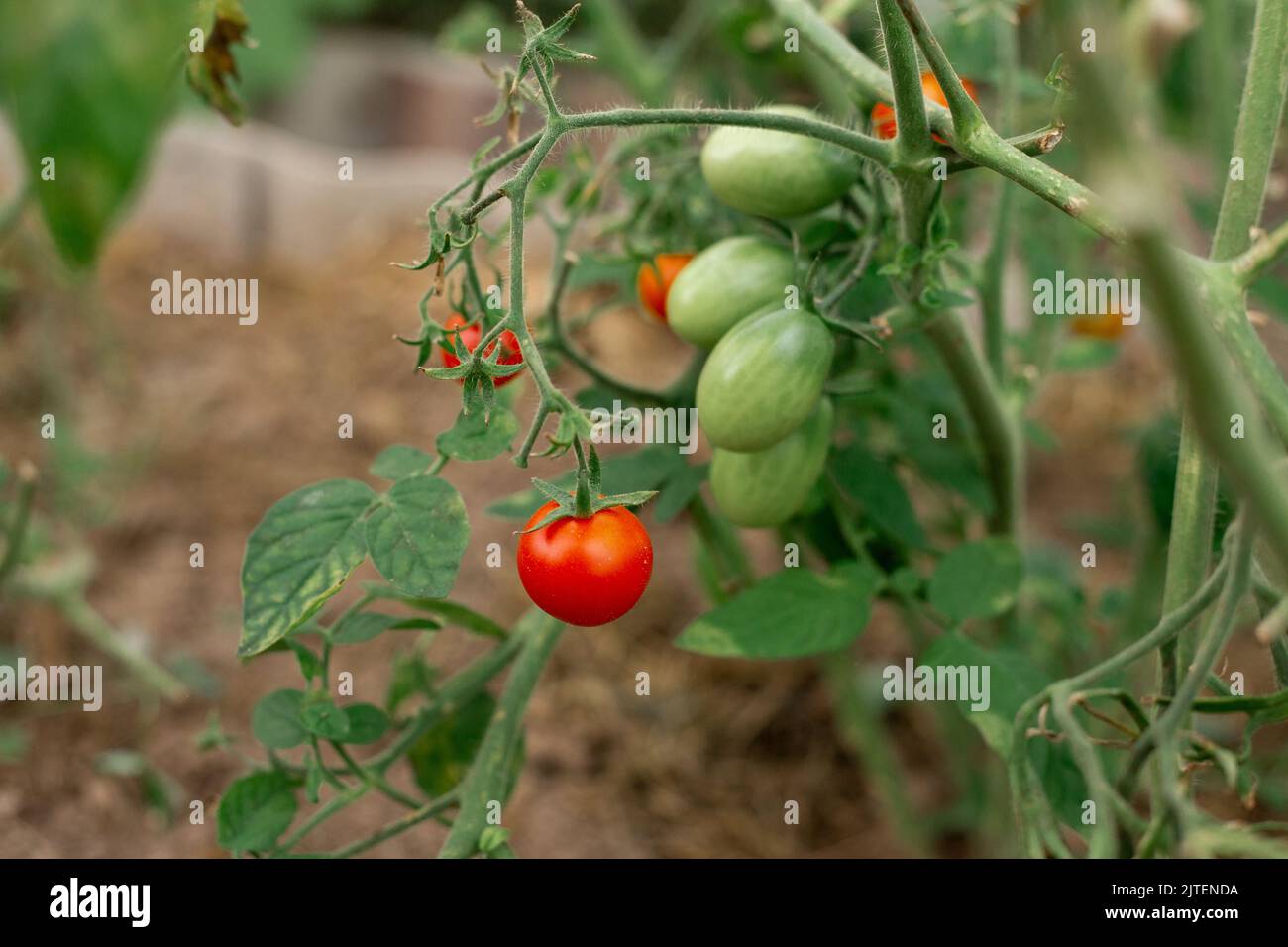 Tomatoes ripen on branches hi-res stock photography and images - Alamy