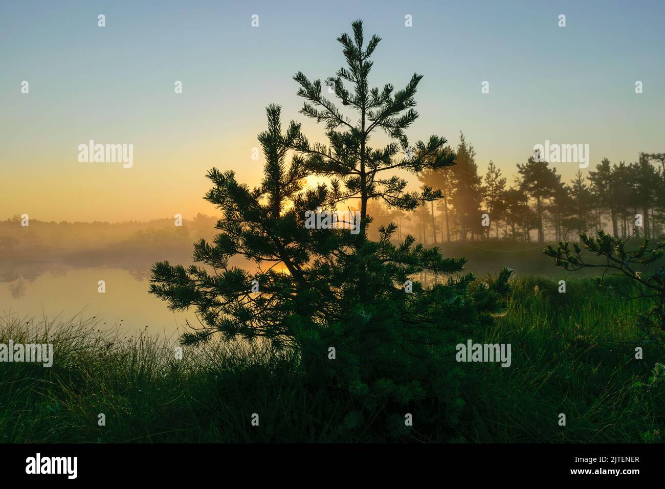 warm sun sunrise in swamp landscape, foggy bog with summer colors ...