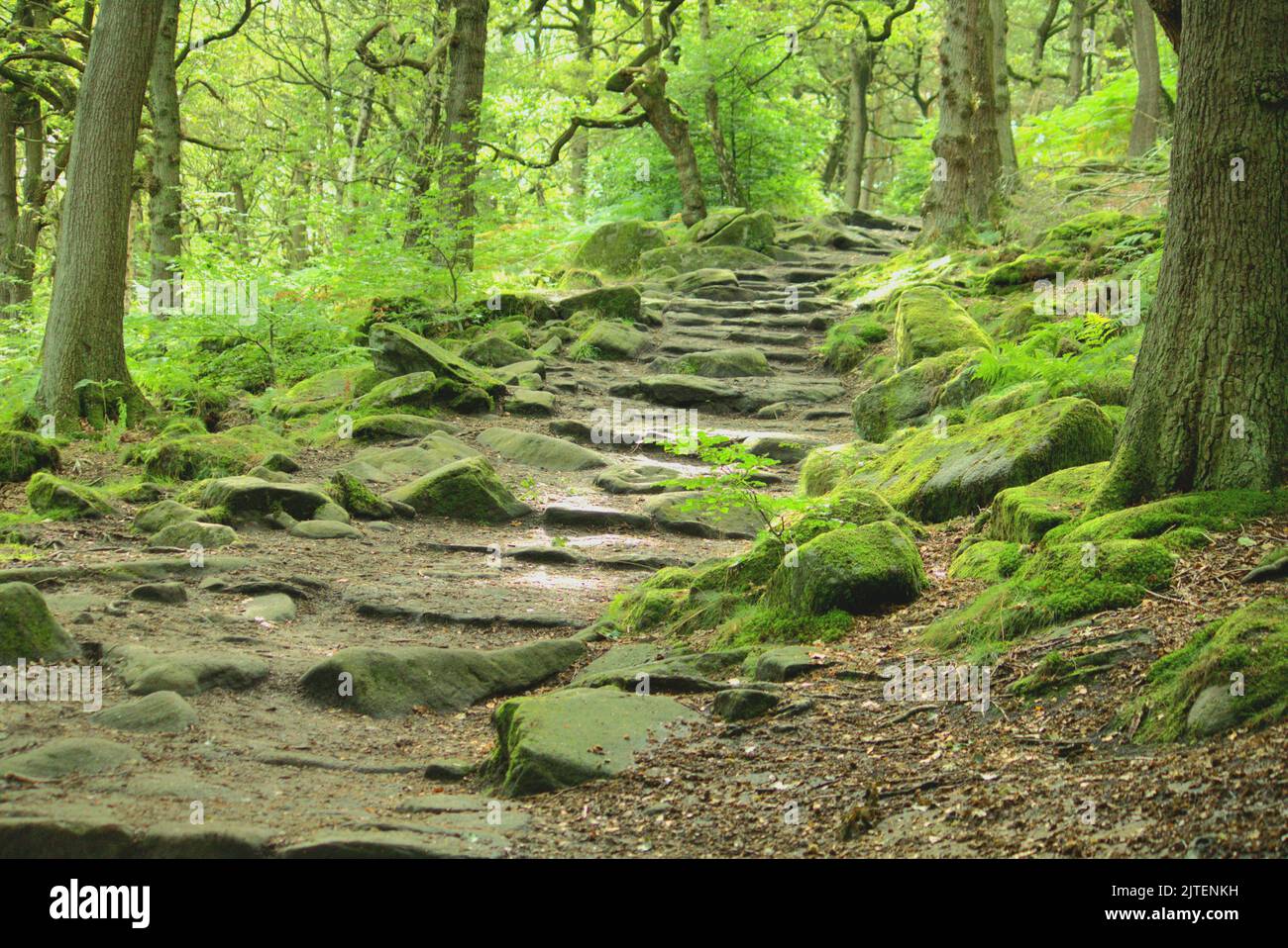 Padley gorge greenery hi-res stock photography and images - Alamy