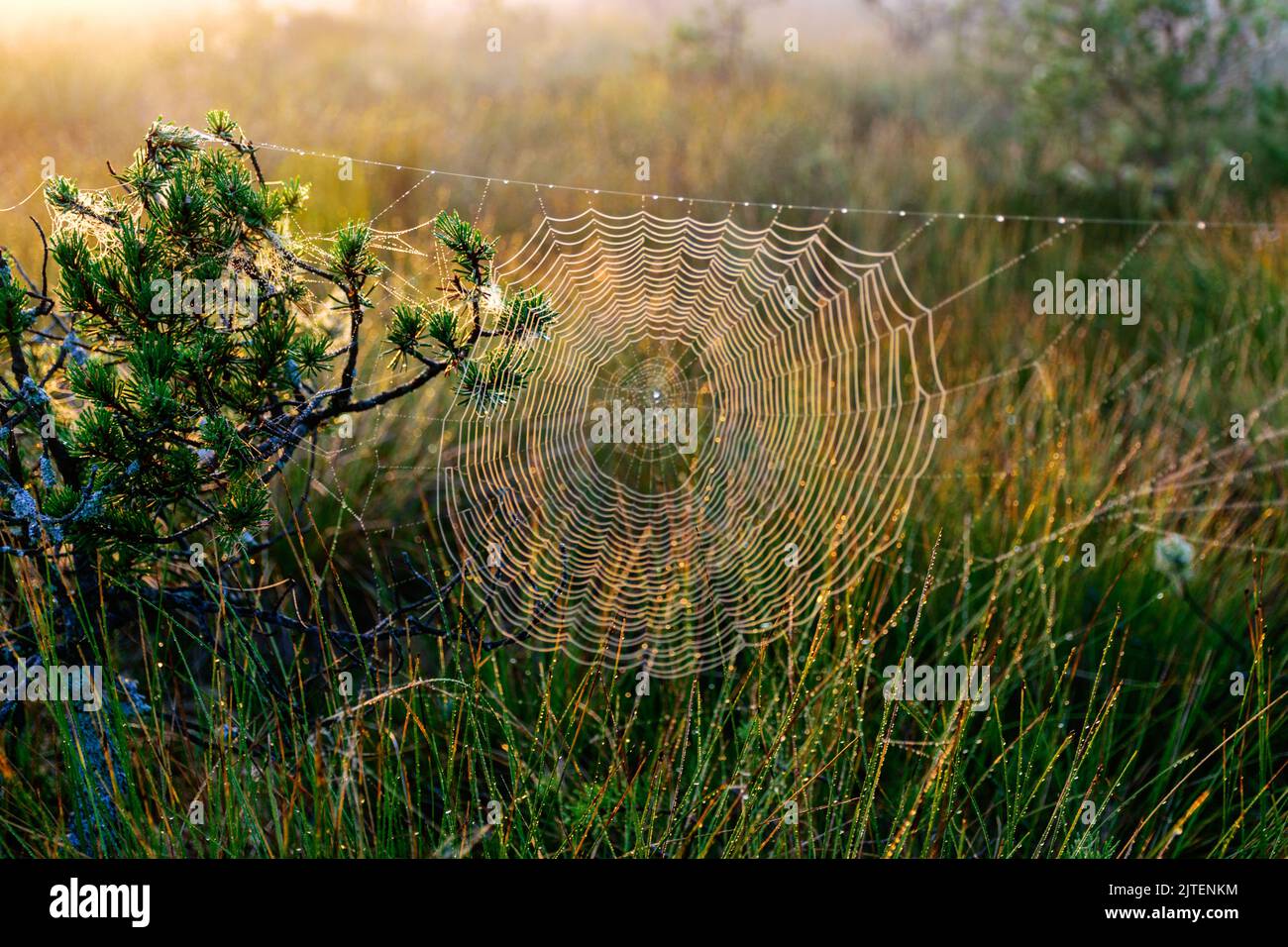 spider web against sunrise in swamp with fog, spider web trap, spider ...