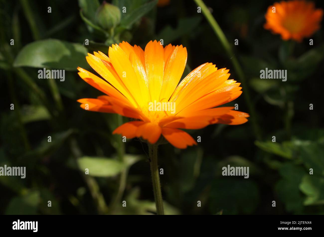 Uses and benefits of calendula gardensall medicinal plants hi-res stock ...