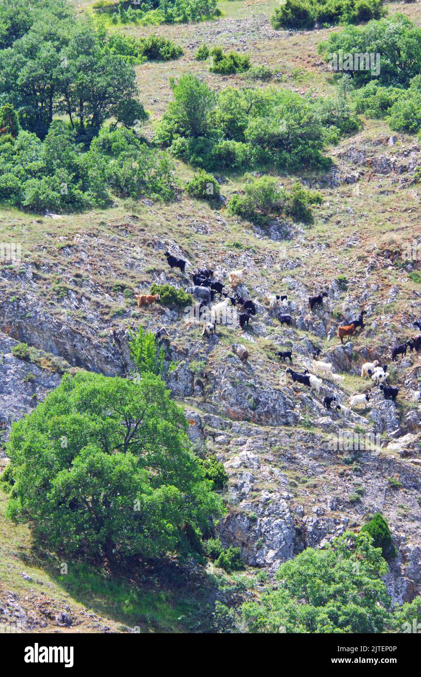 Goats at rocky land on hill within stones and trees in a sunny summer ...