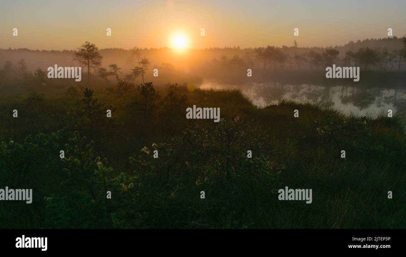 warm sun sunrise in swamp landscape, foggy bog with summer colors ...