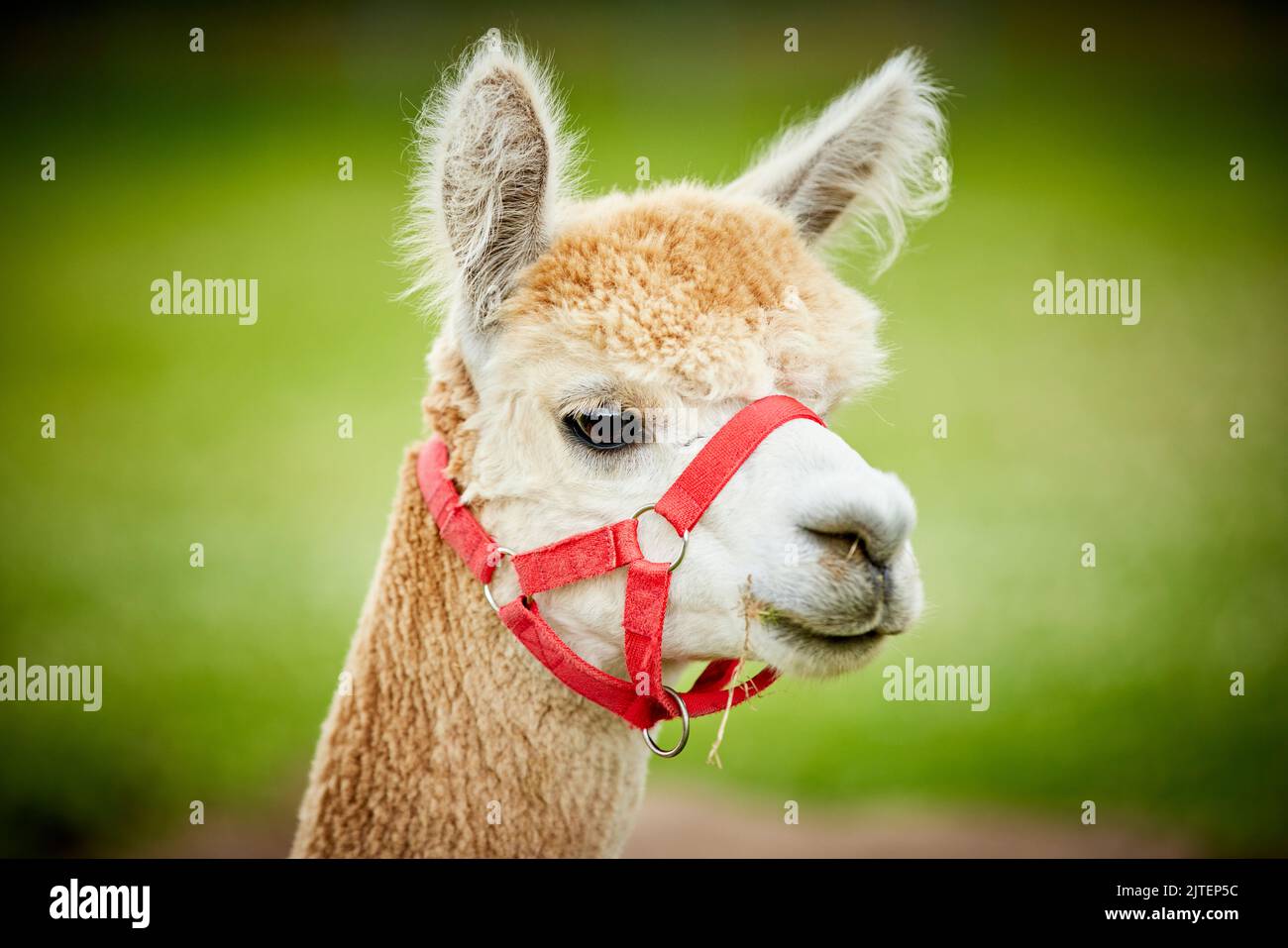 Alpaca animal in a farm Stock Photo - Alamy