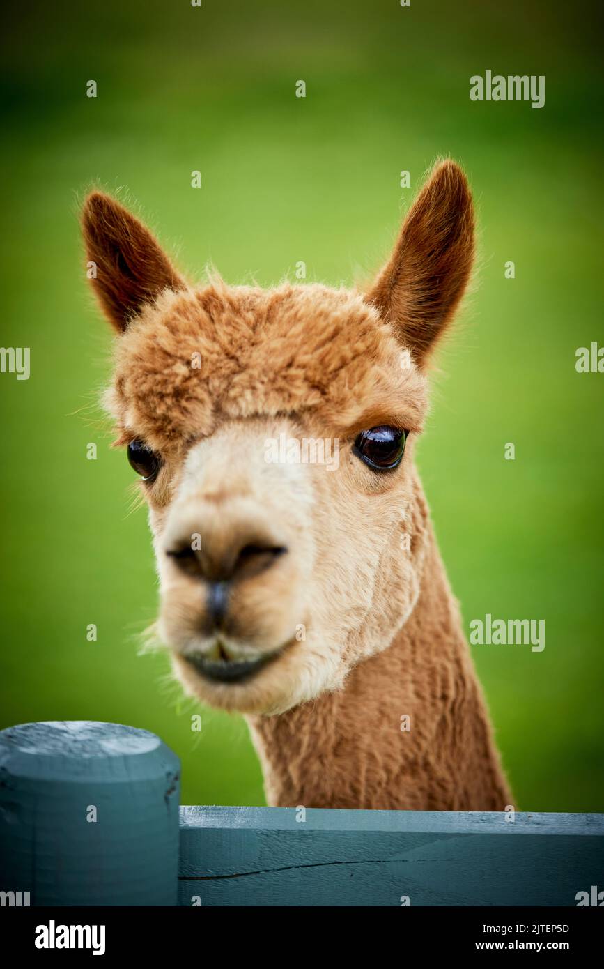 Alpaca animal in a farm Stock Photo - Alamy