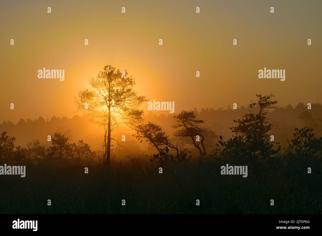 swamp pine silhouettes against morning sun, foggy swamp landscape with ...