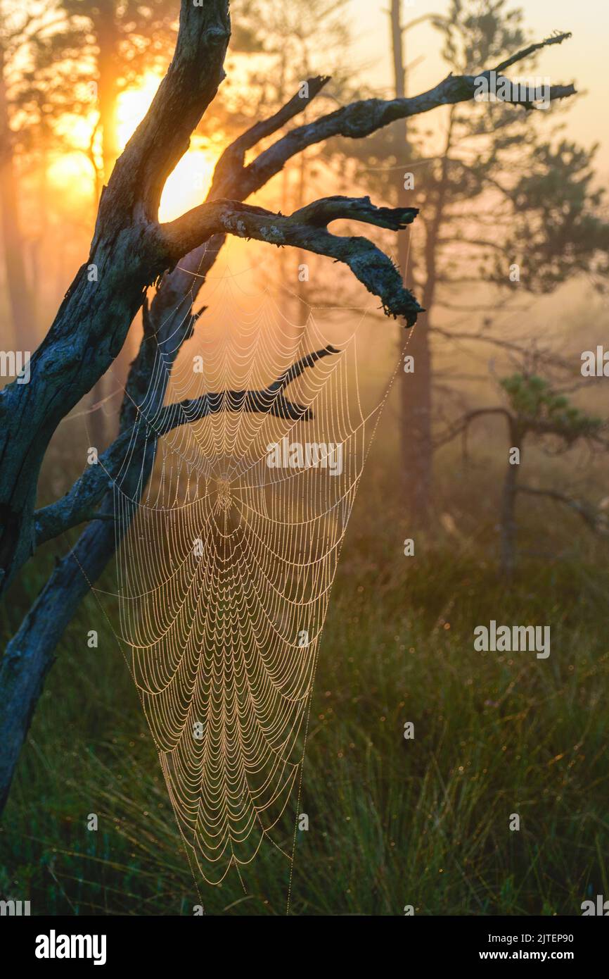 spider web against sunrise in swamp with fog, spider web trap, spider ...
