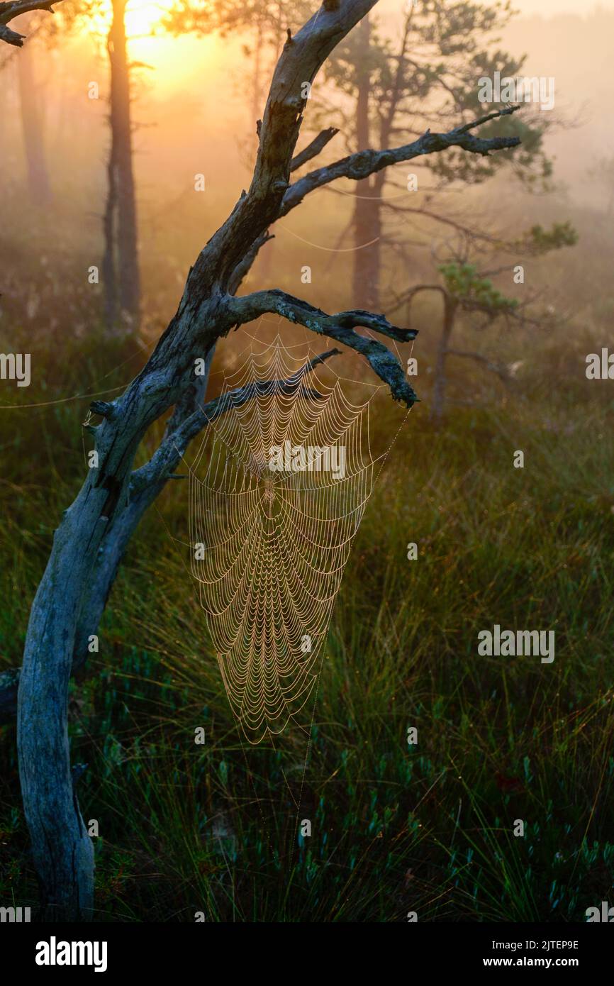 spider web against sunrise in swamp with fog, spider web trap, spider ...