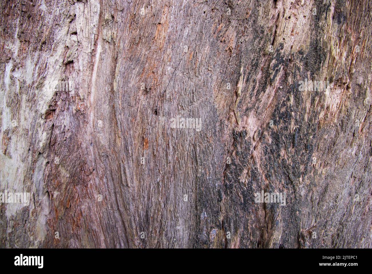 The textured background of an old dead dry Big tree without bark Stock ...