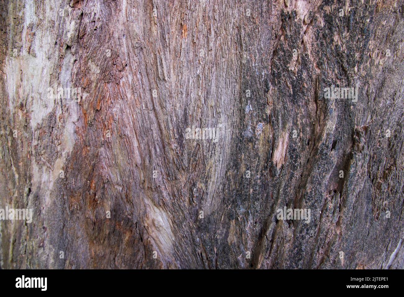 The textured background of an old dead dry Big tree without bark Stock ...