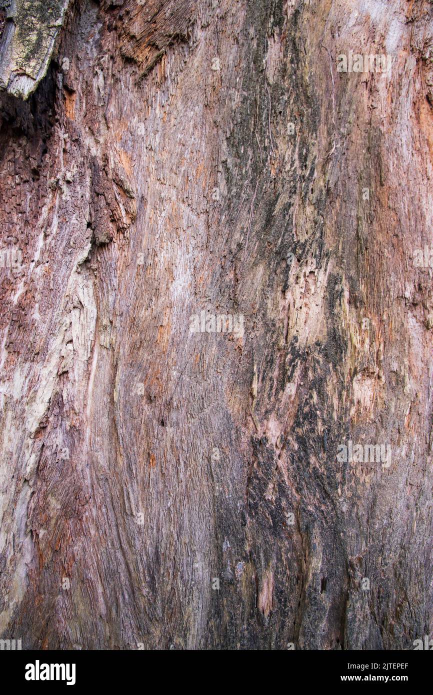 The textured background of an old dead dry Big tree without bark Stock ...