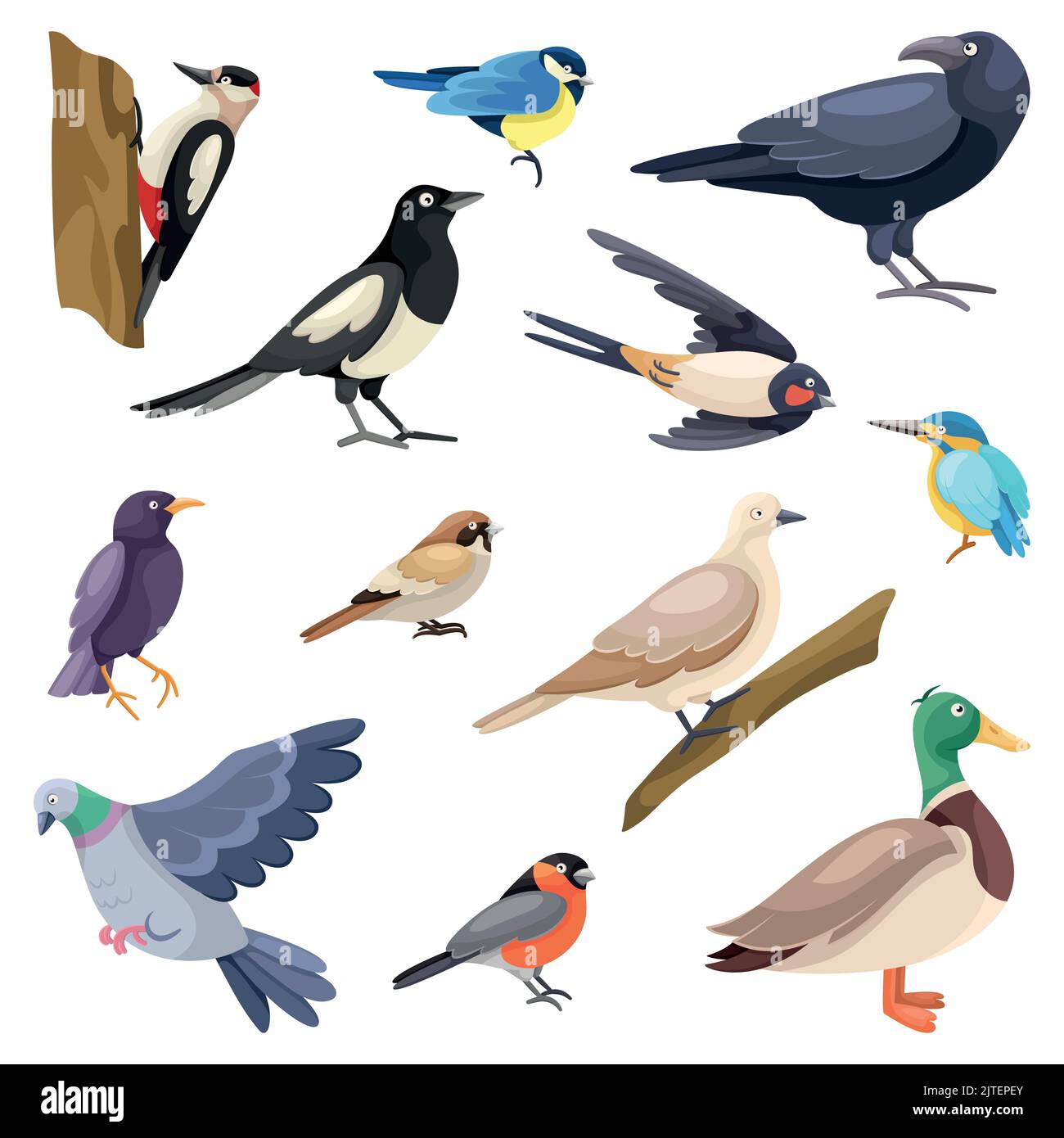 Set of cartoon city birds. Swallow in flight. Woodpecker on tree ...