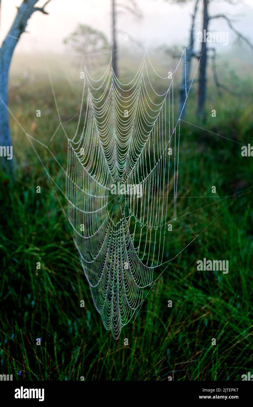 spider web against sunrise in swamp with fog, spider web trap, spider ...
