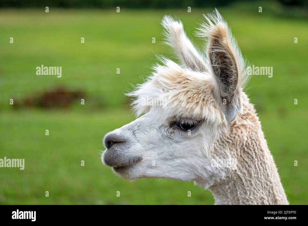 White alpaca hi-res stock photography and images - Alamy