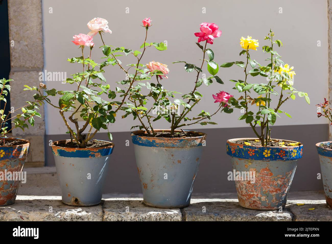 old flower pots with roses in a row Stock Photo - Alamy