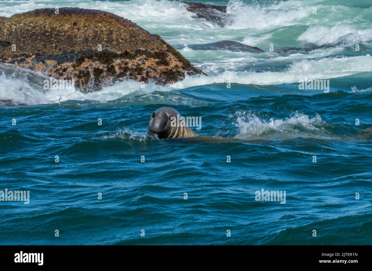 A close-up of a sea lion swimming in the ocean near rocky shore on ...