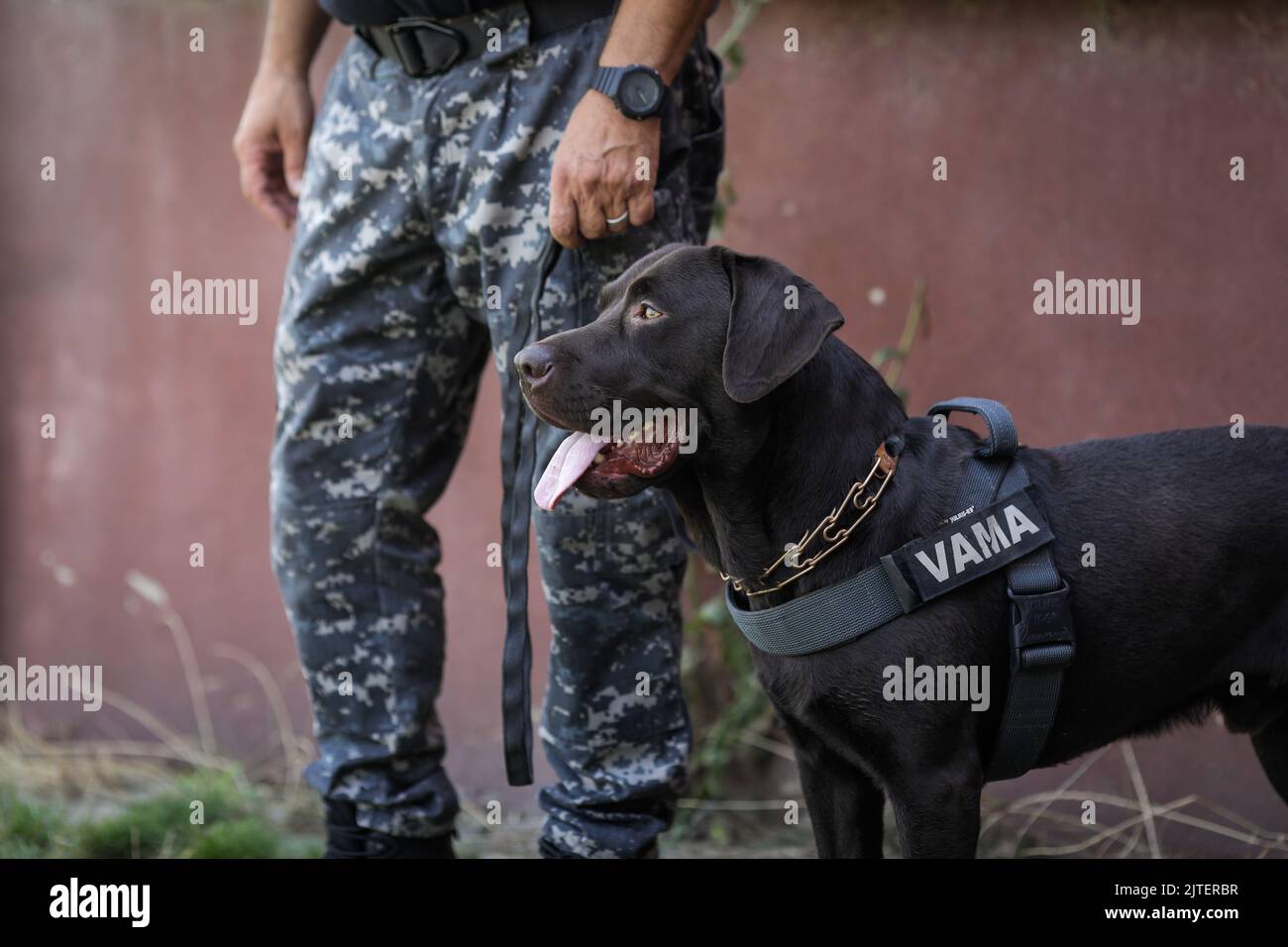 Bucharest, Romania - August 30, 2022: Officer from the Romanian customs ...