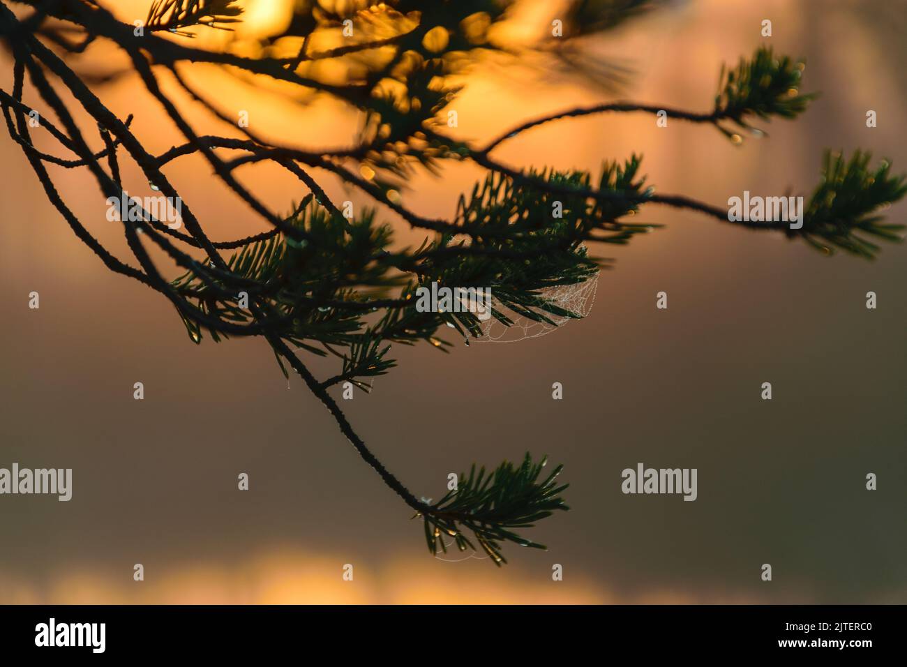 swamp pine silhouettes against morning sun, foggy swamp landscape with ...