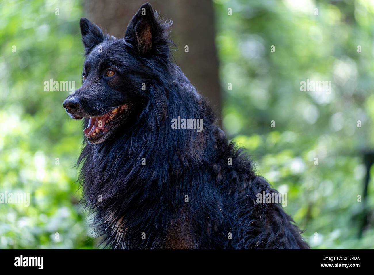 A Belgian Shepherd Groenendael dog in a park Stock Photo - Alamy