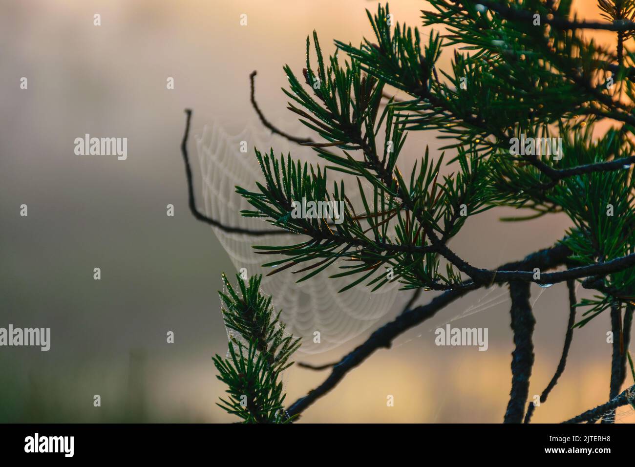 swamp pine silhouettes against morning sun, foggy swamp landscape with ...