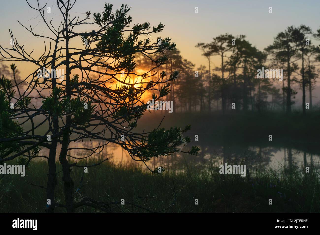 swamp pine silhouettes against morning sun, foggy swamp landscape with ...