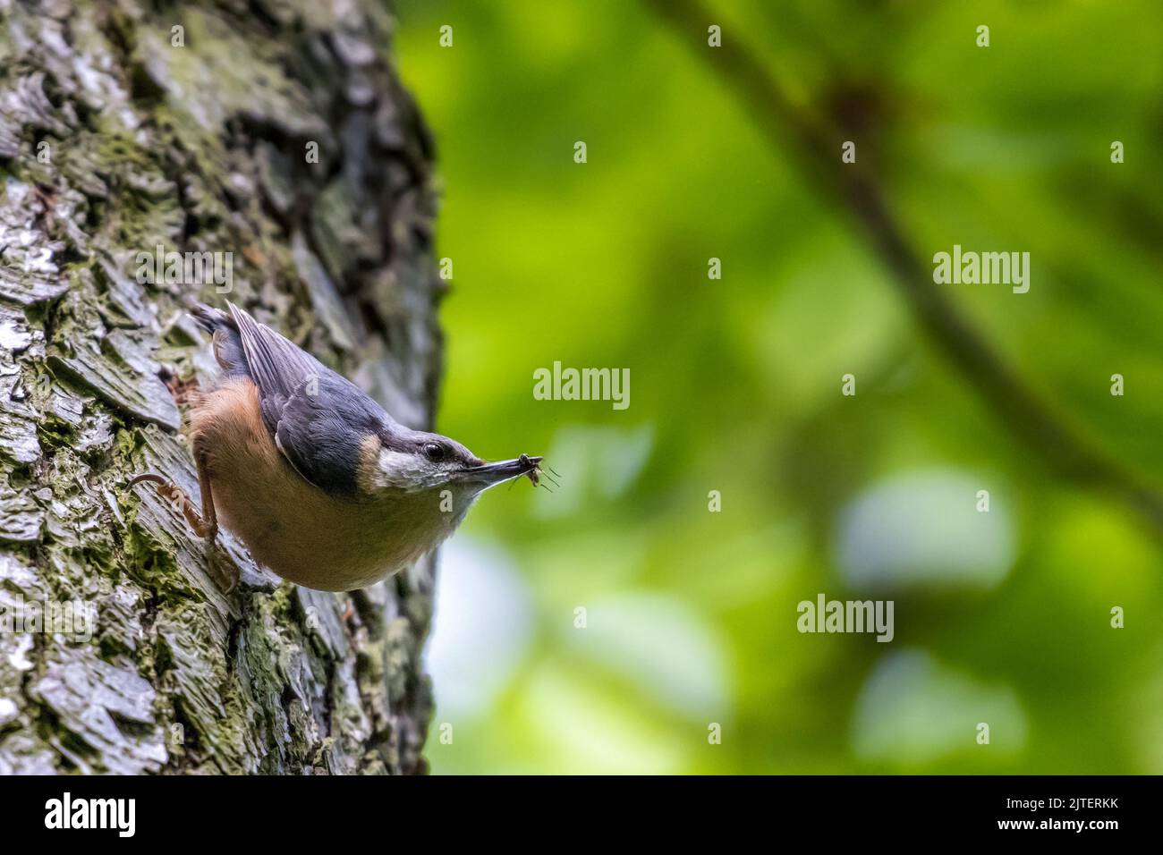 Nuthatch (sitta europaea) with an insect in its beak, in woodland, UK ...