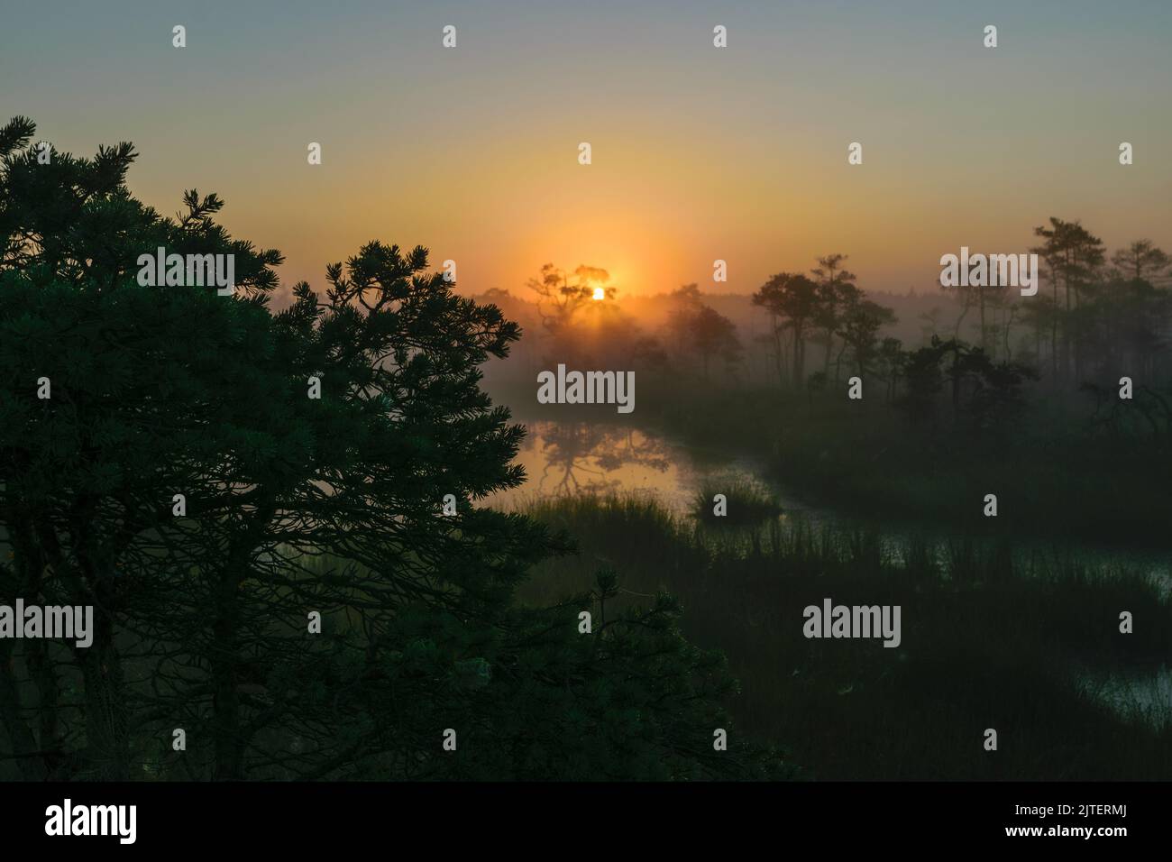 warm sun sunrise in swamp landscape, foggy bog with summer colors ...