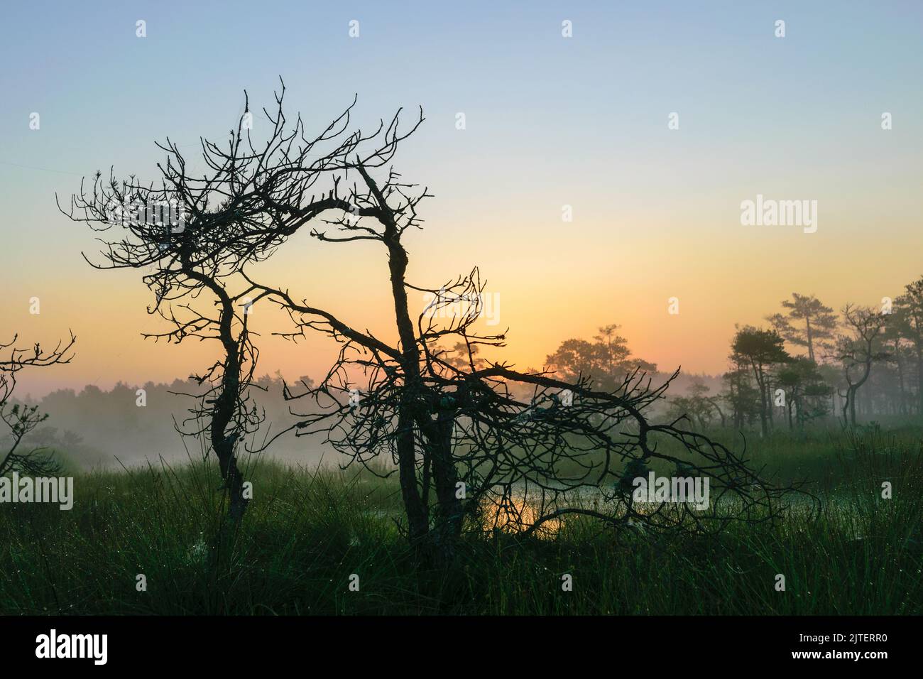 swamp pine silhouettes against morning sun, foggy swamp landscape with ...