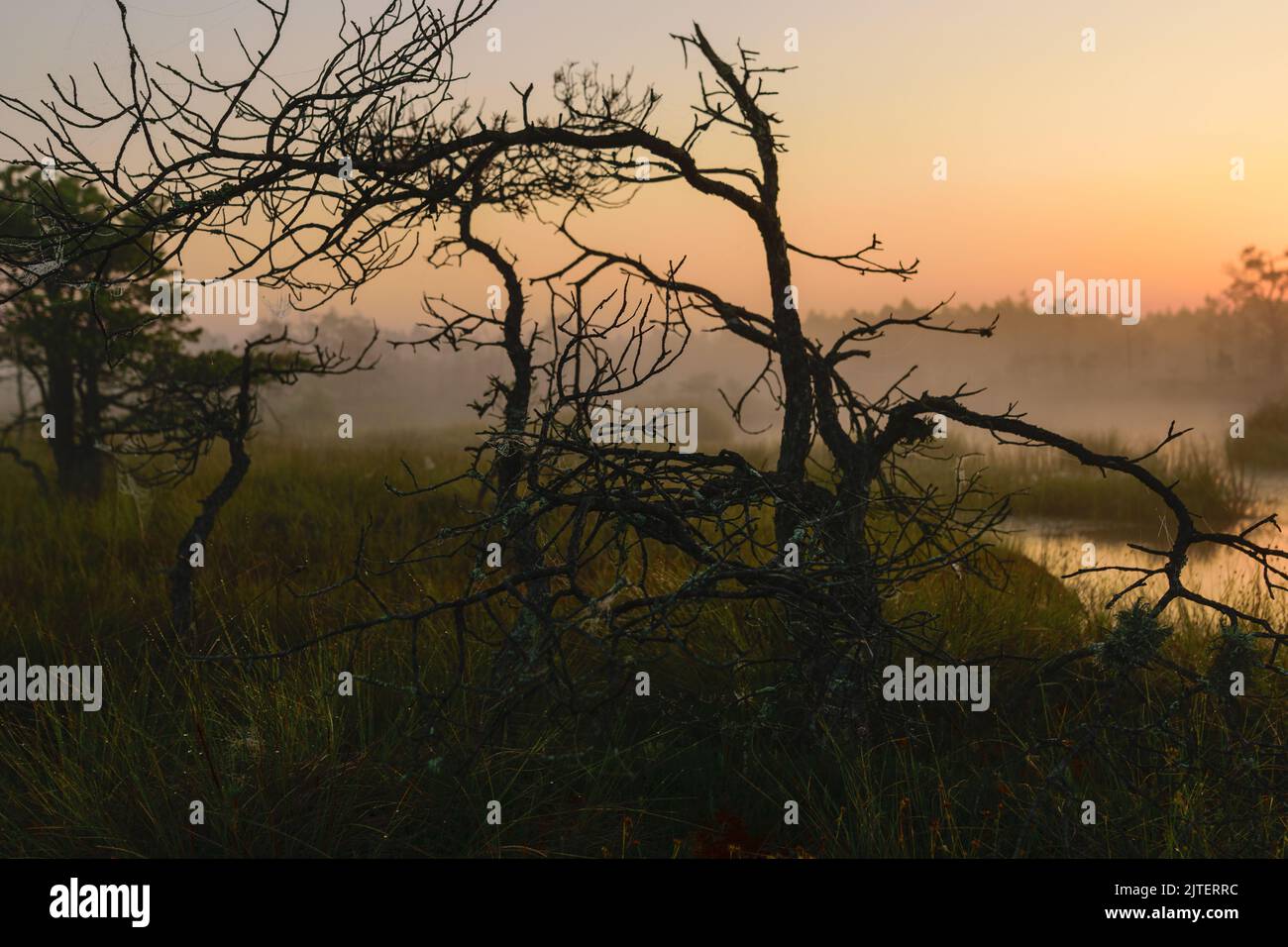 swamp pine silhouettes against morning sun, foggy swamp landscape with ...