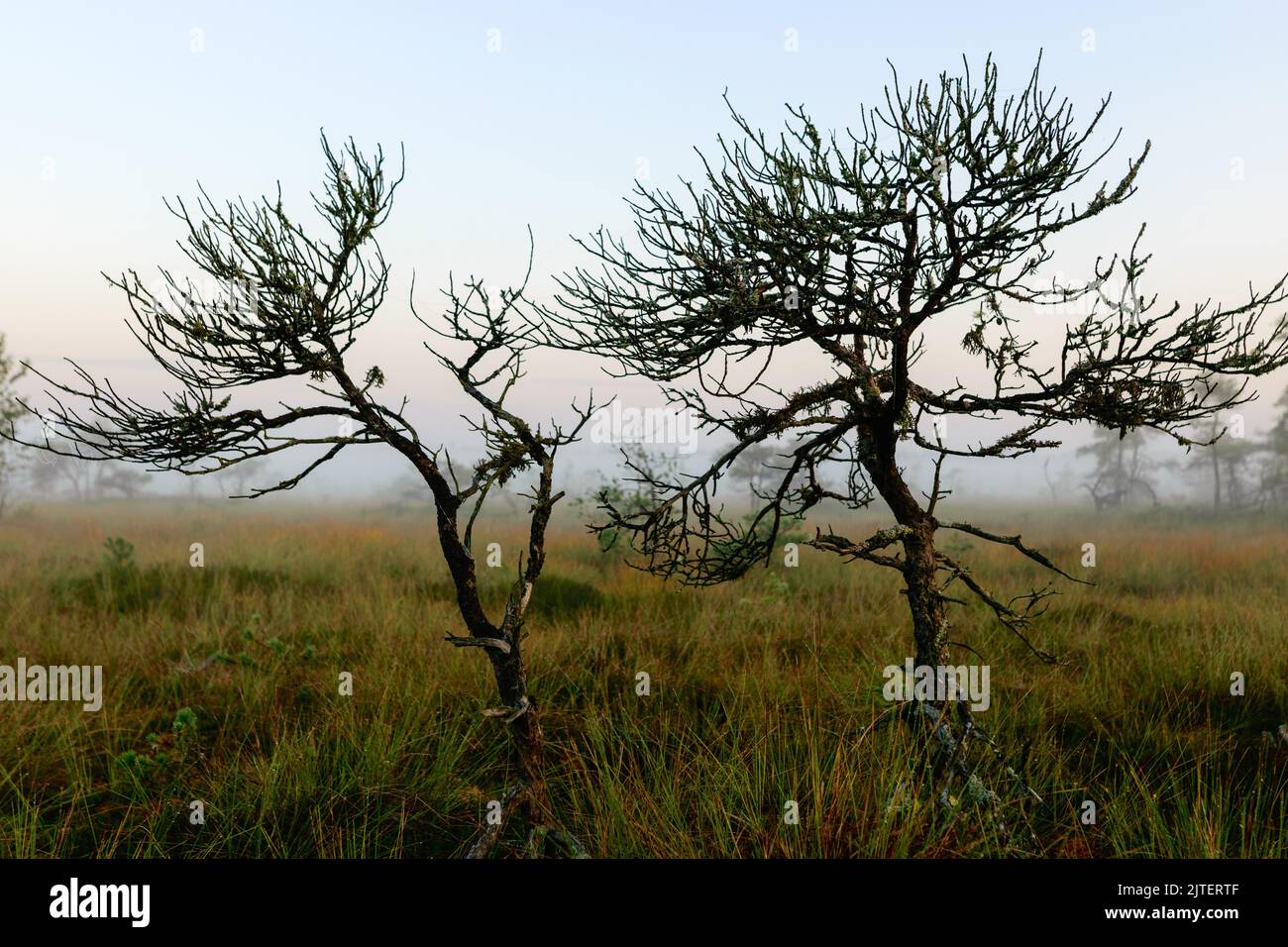 warm sun sunrise in swamp landscape, foggy bog with summer colors ...