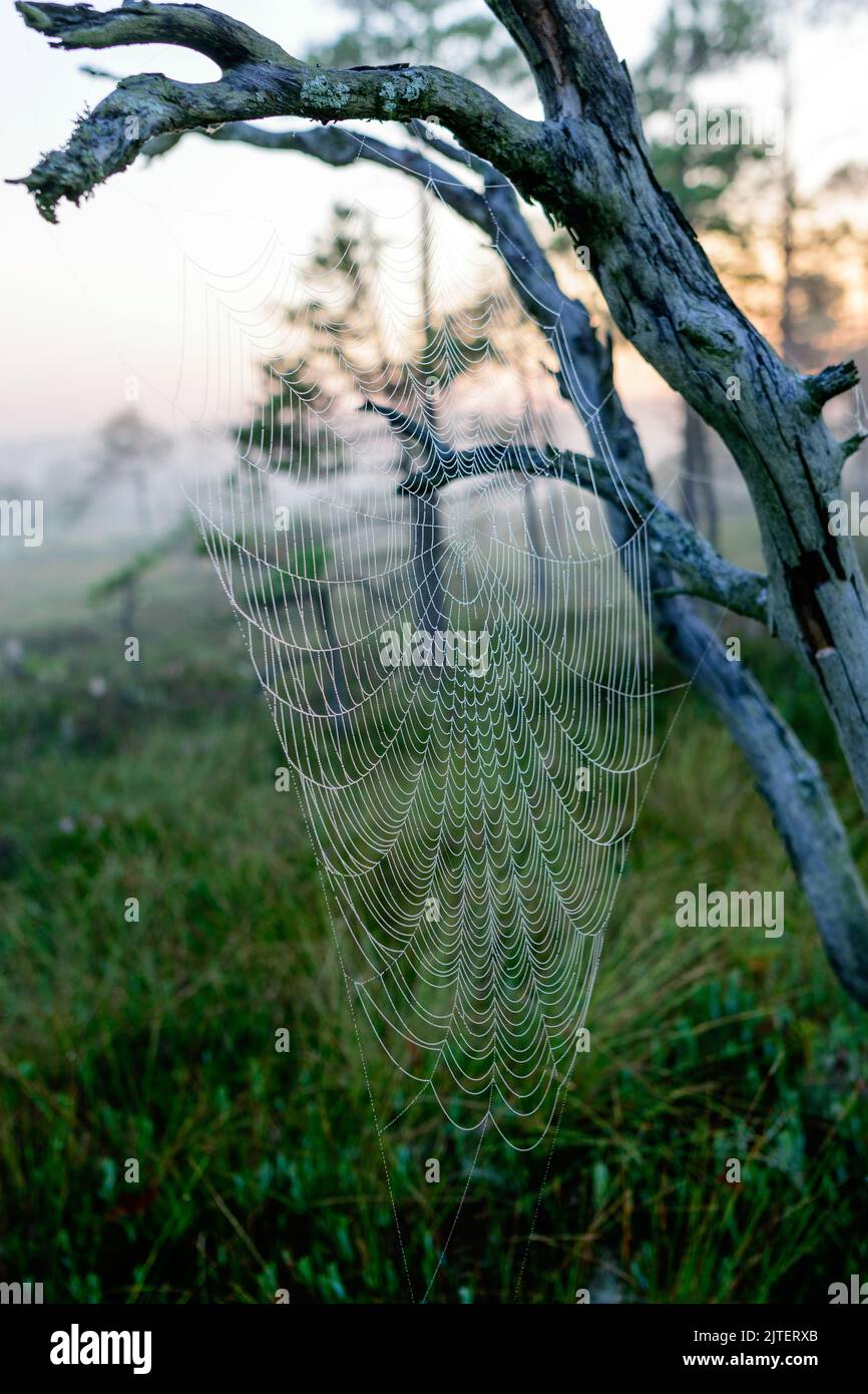 spider web against sunrise in swamp with fog, spider web trap, spider ...