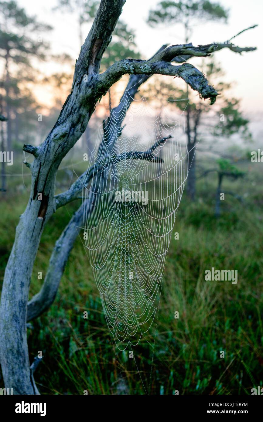 spider web against sunrise in swamp with fog, spider web trap, spider ...