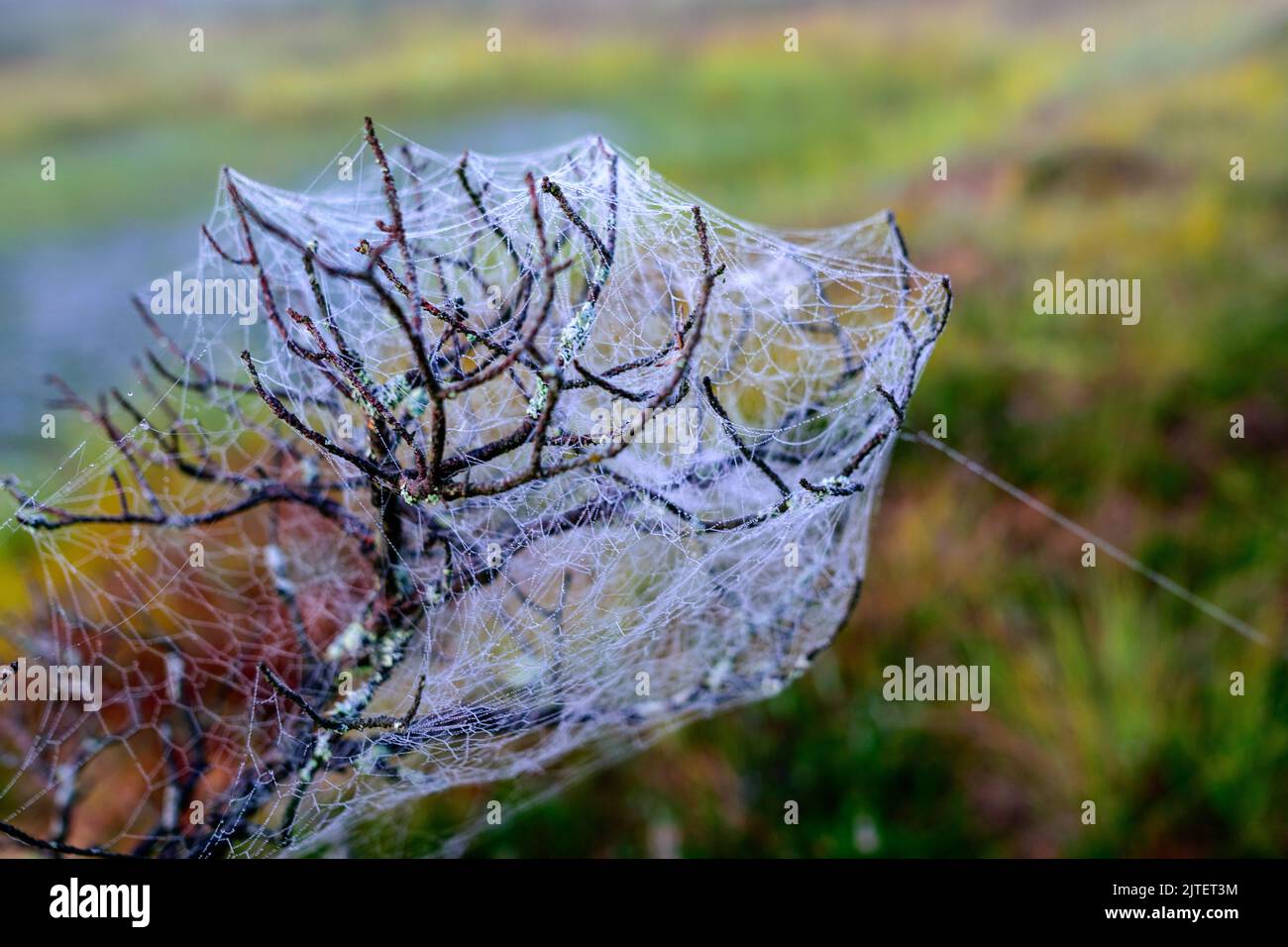spider web against sunrise in swamp with fog, spider web trap, spider ...