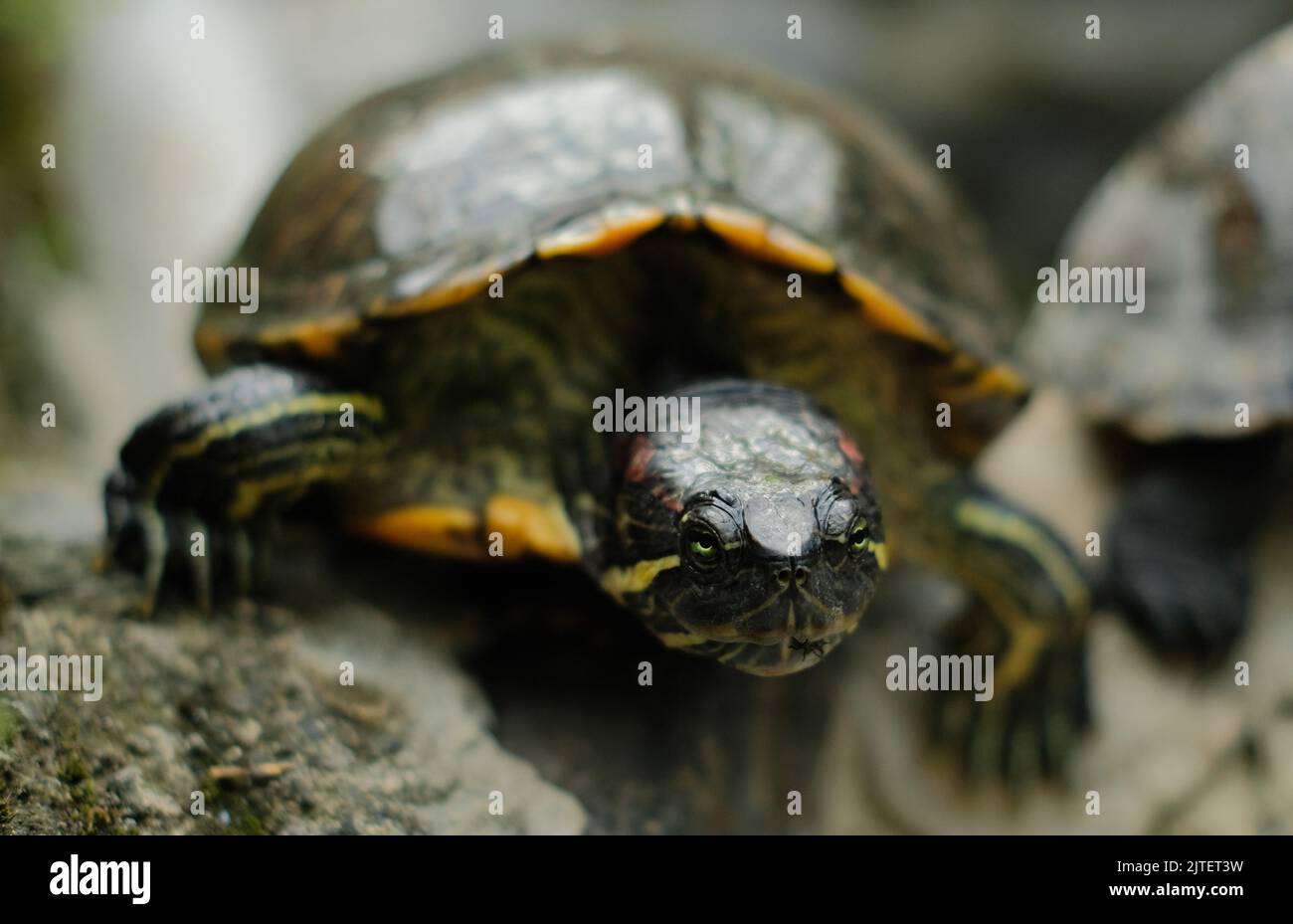 Brazilian Turtle - Close up detail of brazilian turtle from the front ...