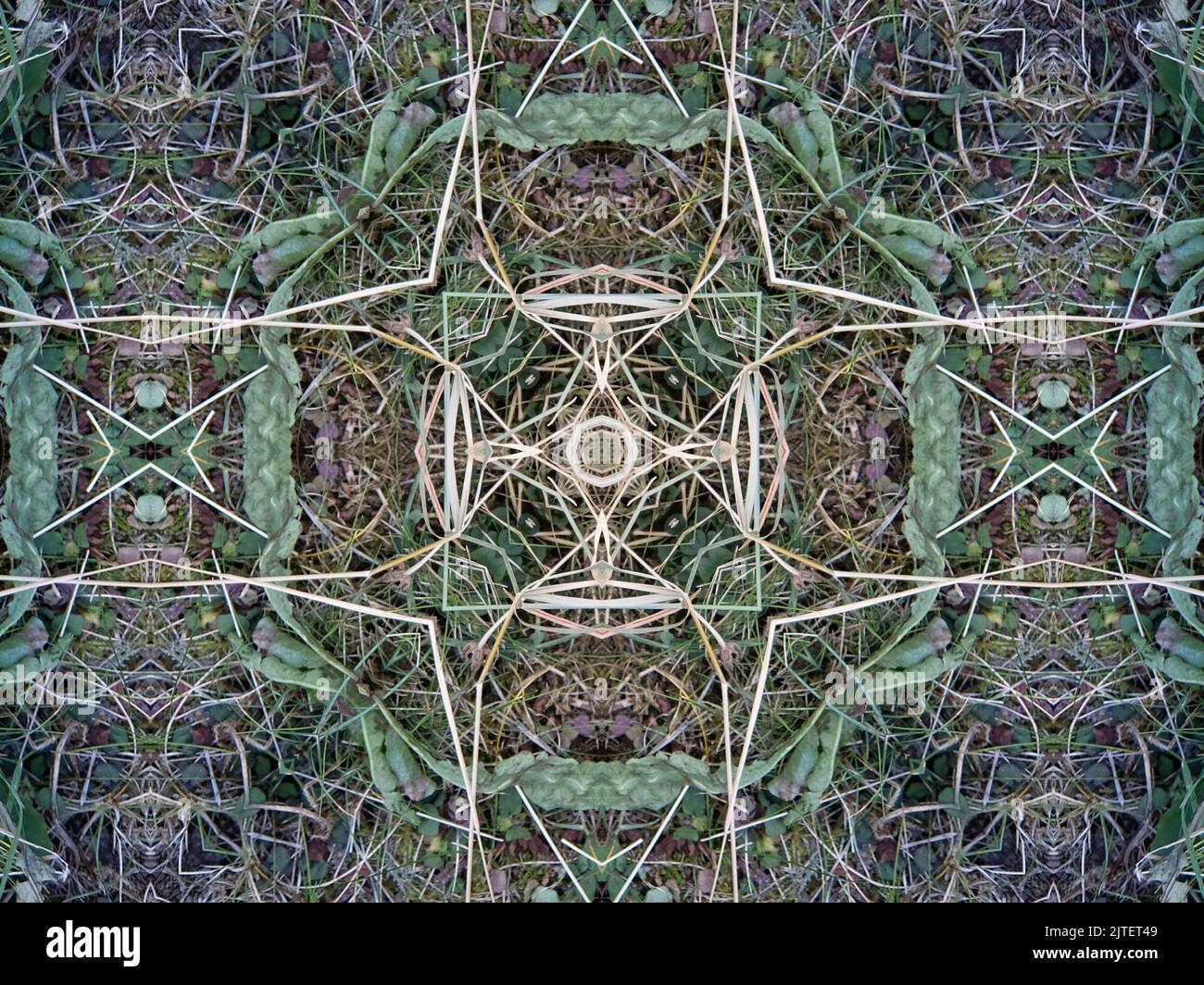 A beautiful intricate geometric repeat pattern formed with leaves and ...