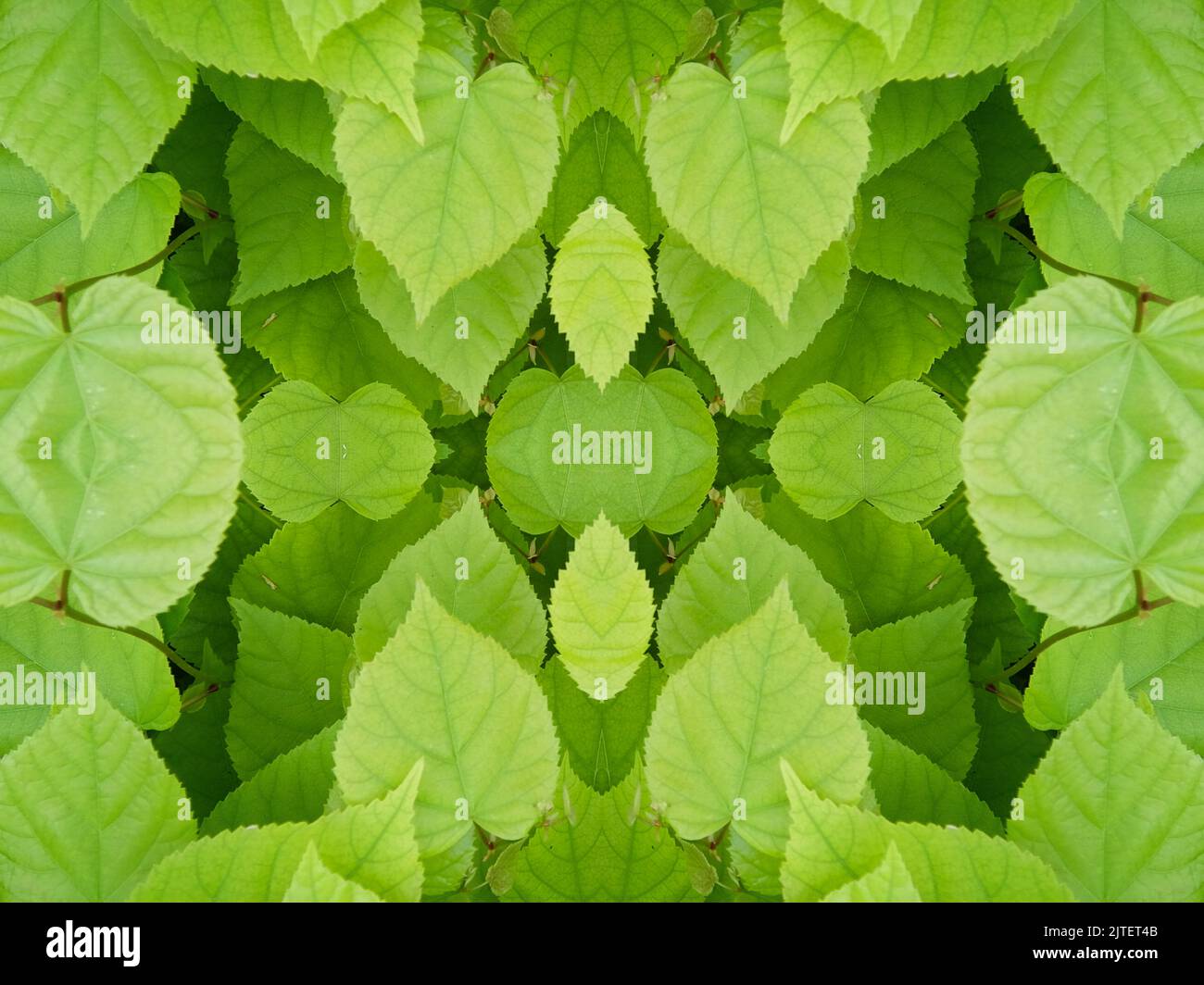 Beautiful colourful repeat pattern of leaves foliage and natural ...