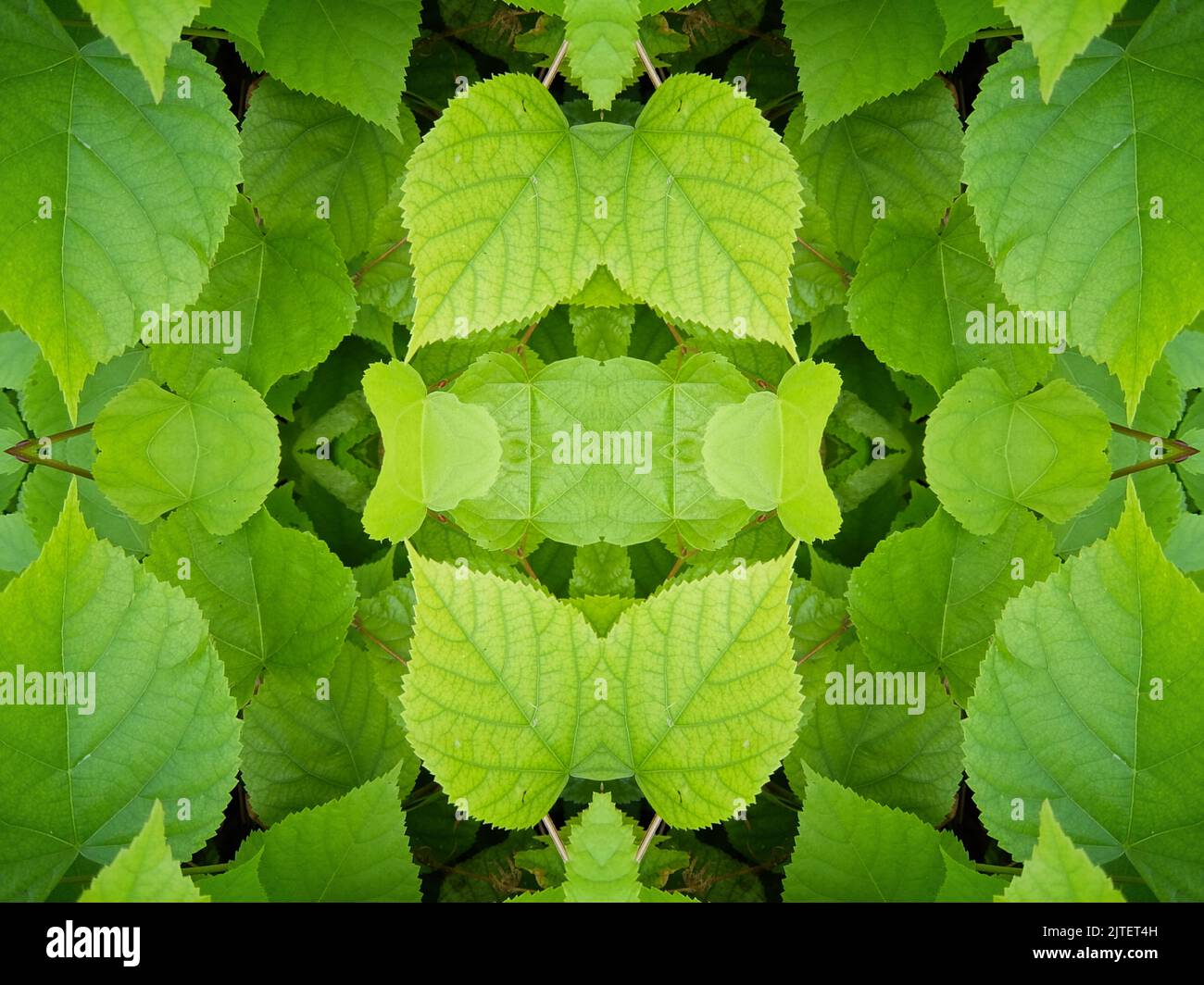 Beautiful colourful repeat pattern of leaves foliage and natural ...