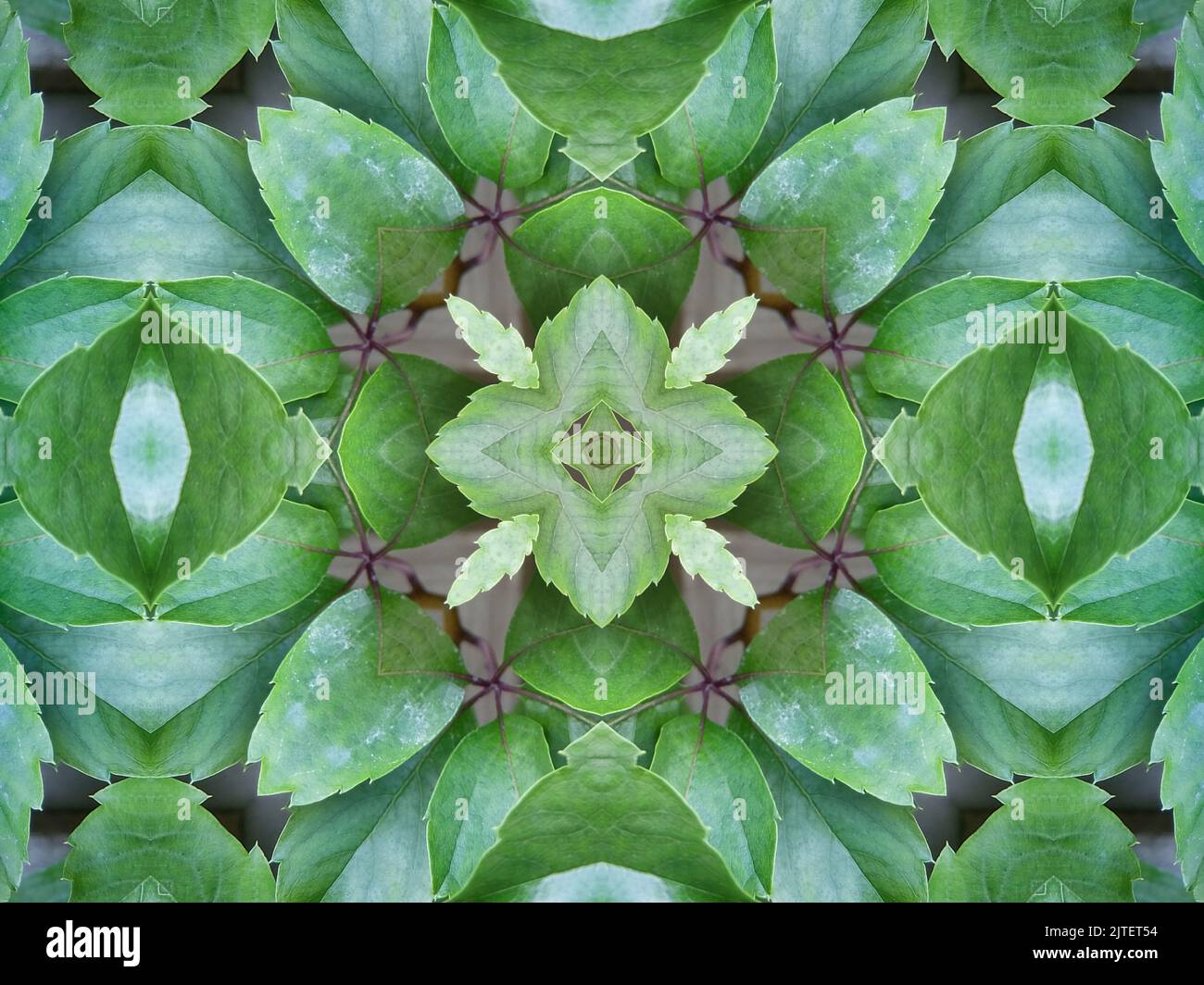 A beautiful green kaleidoscope repeat pattern formed by overlapping ...