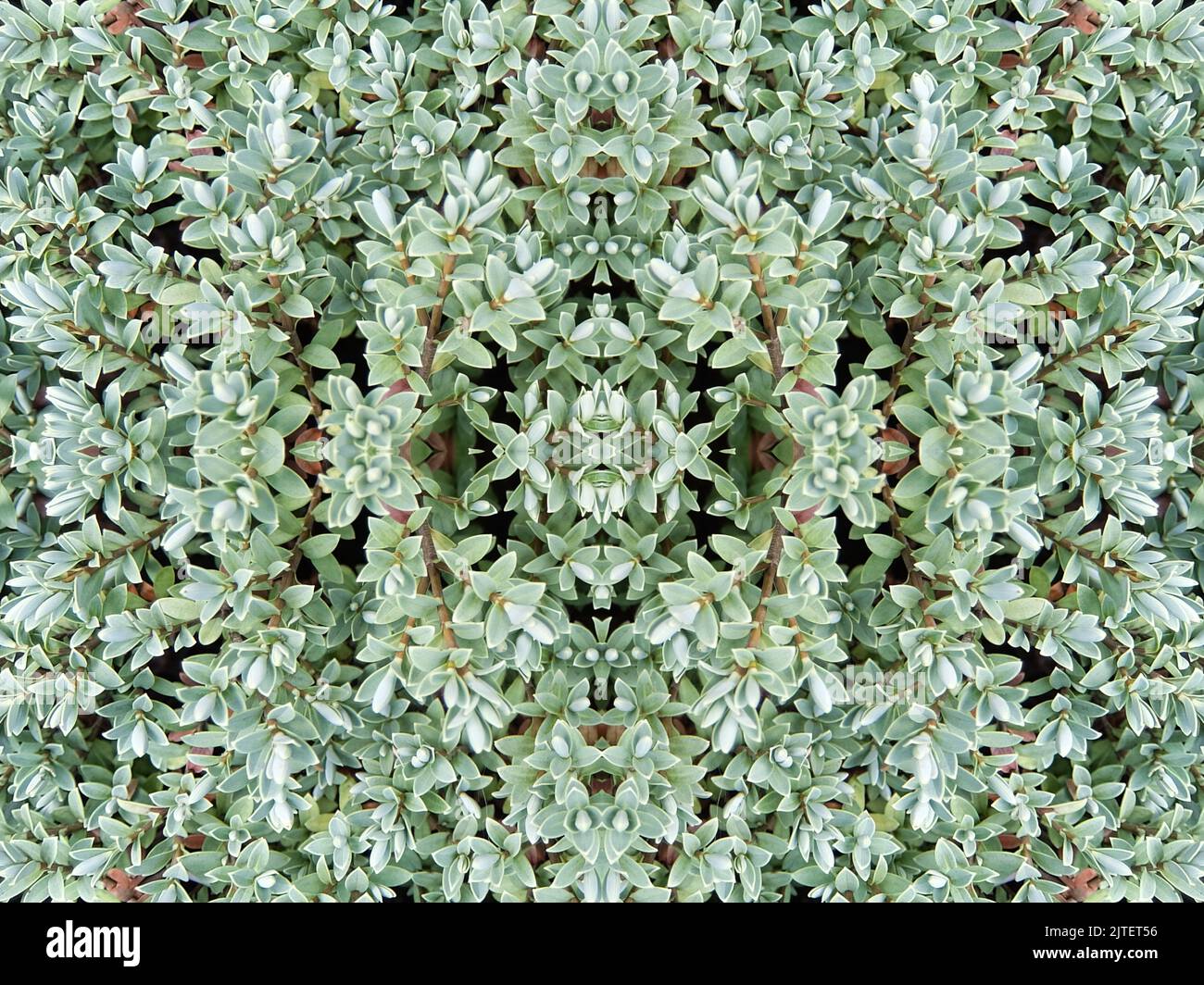Beautiful optical repeat pattern of leaves, foliage and natural plant ...