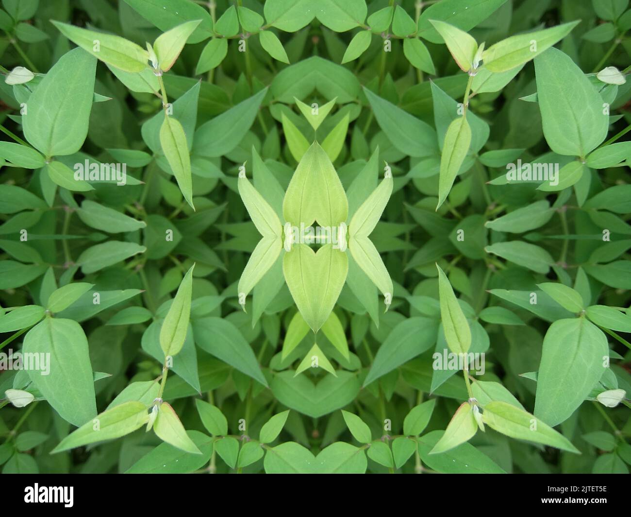 Beautiful colourful repeat pattern of leaves foliage and natural ...