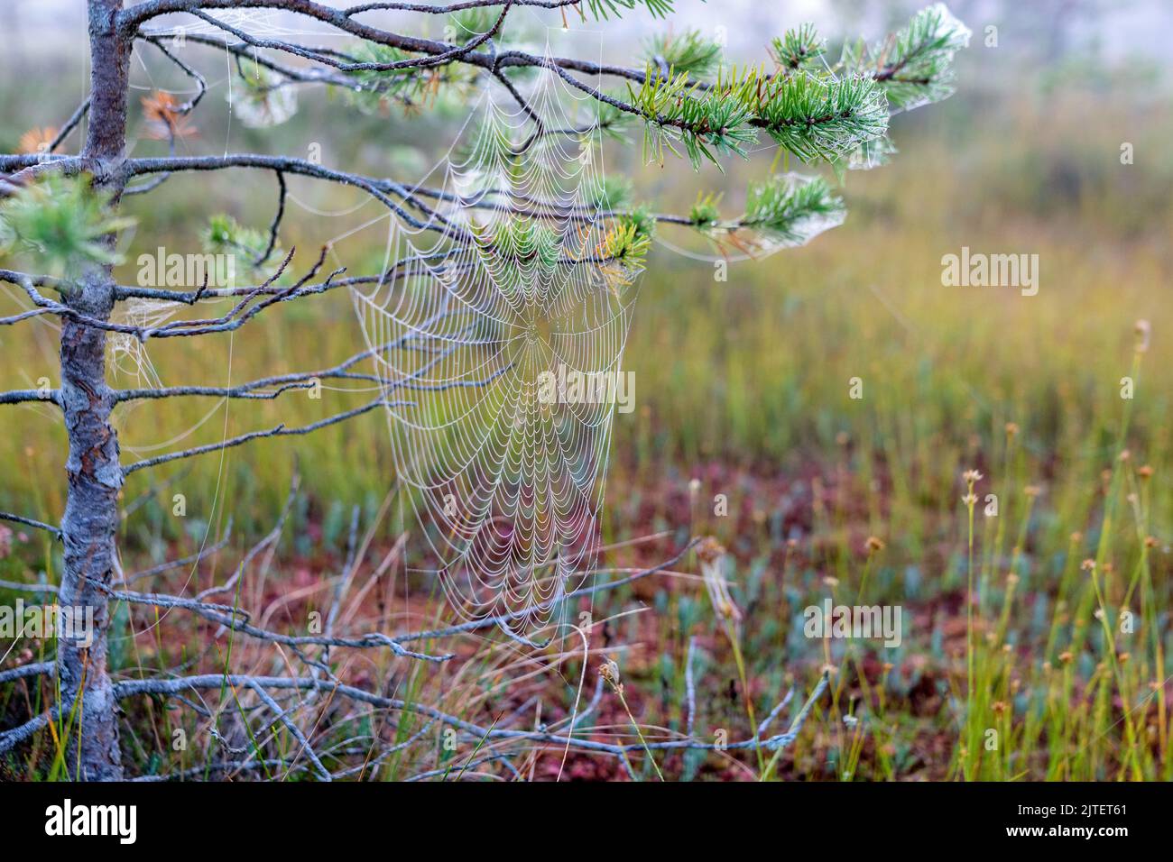 spider web against sunrise in swamp with fog, spider web trap, spider ...