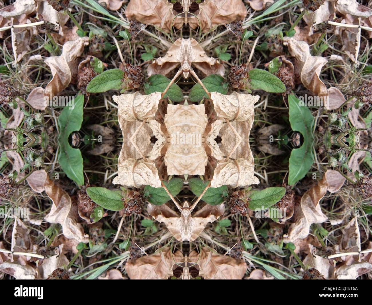 Beautiful optical repeat pattern of leaves, foliage and natural plant ...