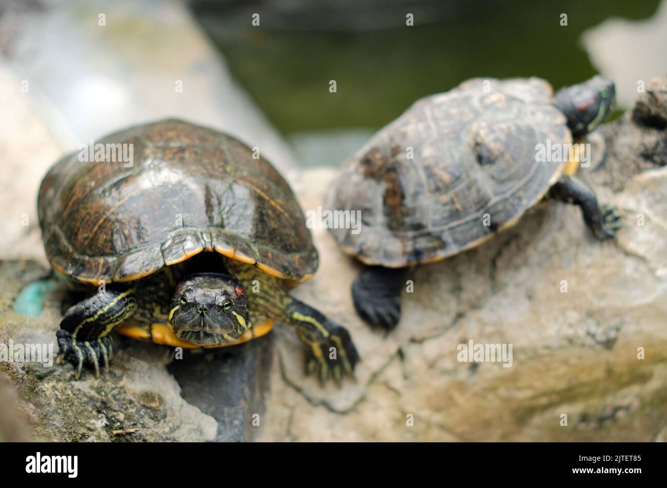 Brazilian Turtle - Close up detail of brazilian turtle from the front ...