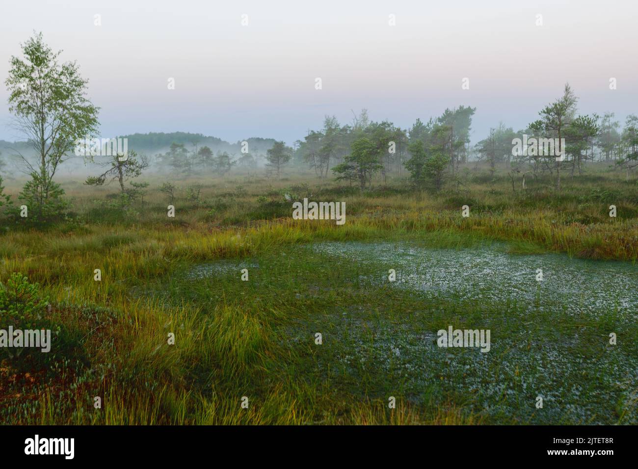 Dramatic artistic sunrise landscape with flooded wetlands, small marsh ...