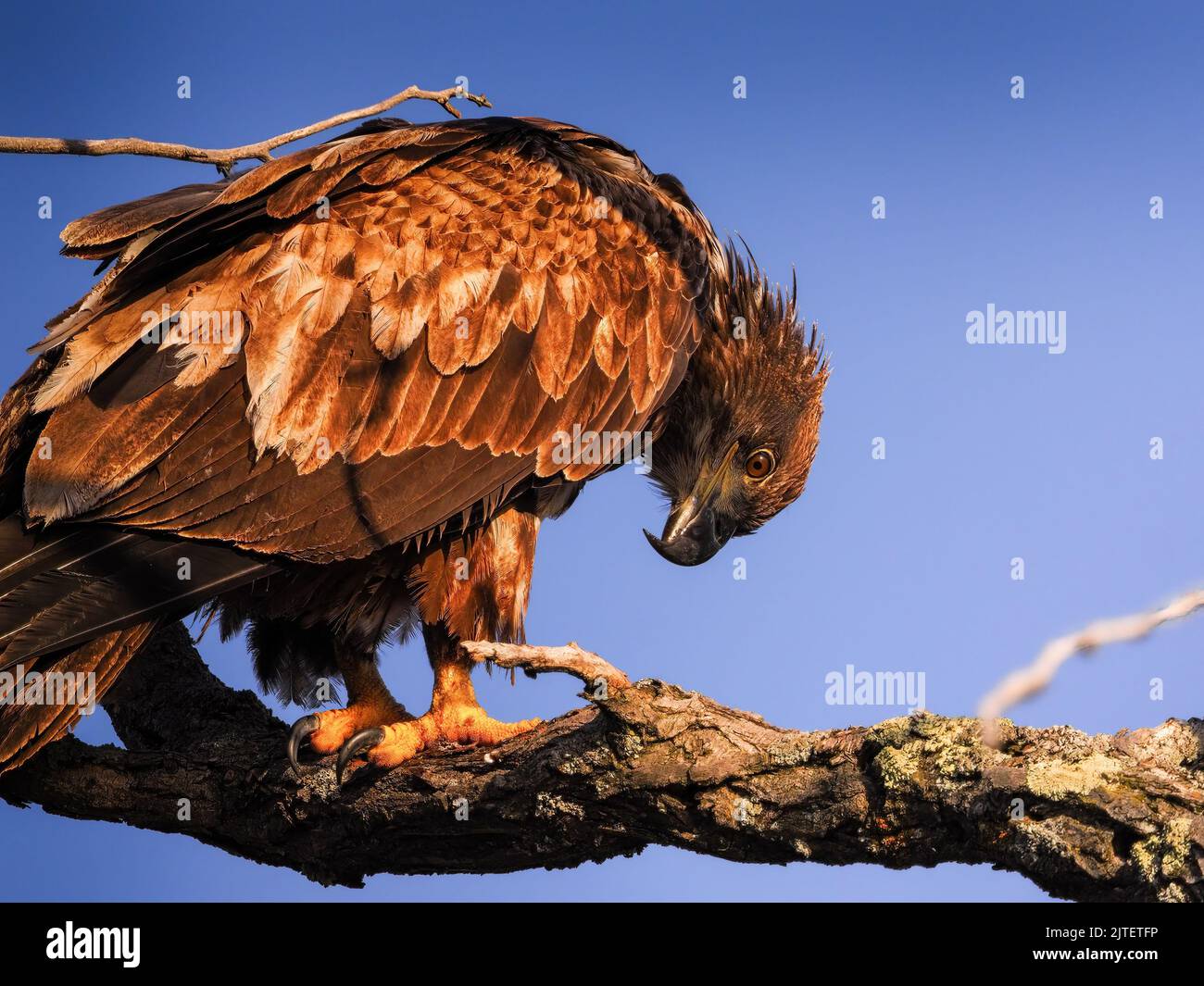 A juvenile bald eagle perching on a tree branch near Lake Michigan, USA ...