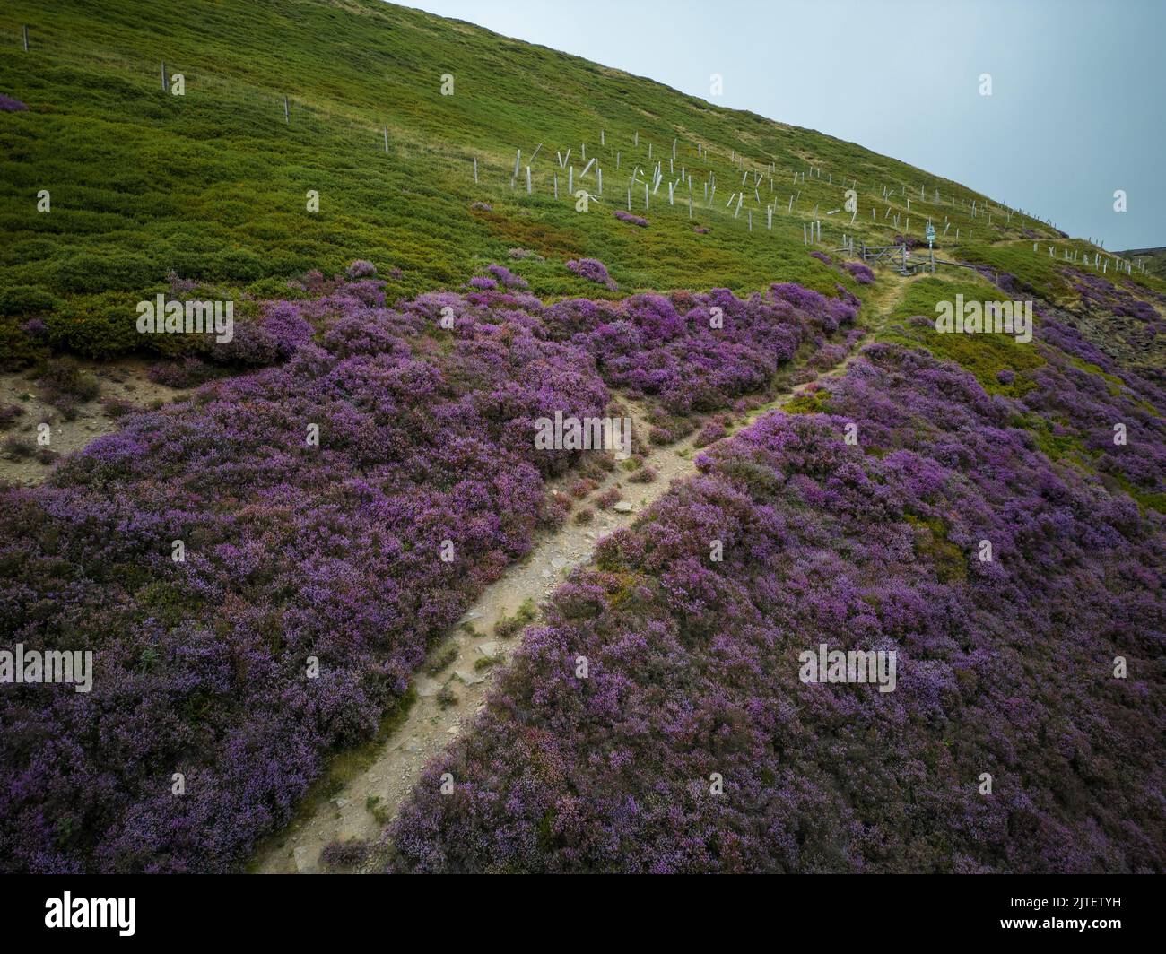 The beautiful heather fields at Peak District National Park Stock Photo ...