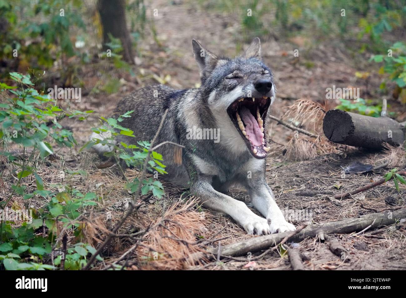 01 August 2022, Brandenburg, Schorfheide/Ot Groß Schönebeck: A European ...
