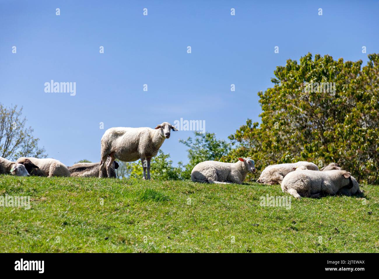 Recumbent sheep hi-res stock photography and images - Alamy